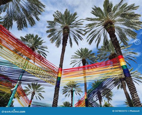 Palm Tree Summer Vacation In South Beach Florida Palm Tree Of Miami Miami Beach LGBT Rainbow