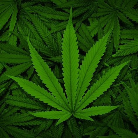 Benefits Of Cannabis Sativa Weedlifestyles Medium