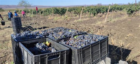 შათირი • Shatiri Lagodekhi