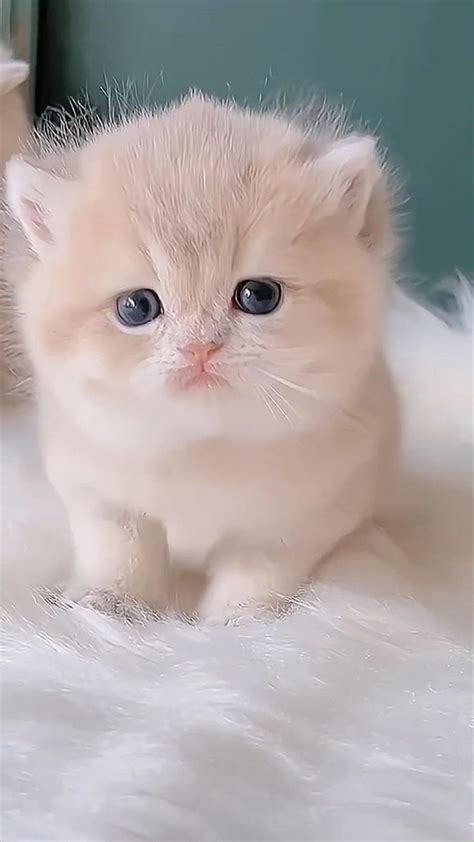 Kittens Cutest White Kitten With Blue Eyes