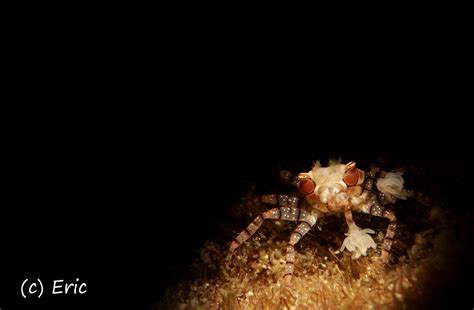 柏島の海ブログ ホシクズベニハゼ柏島