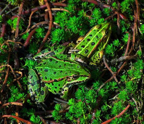 Free Images Nature Forest Wildlife Jungle Botany Frog Reptile