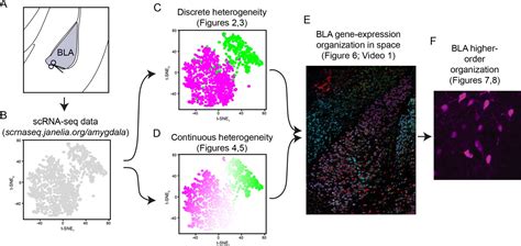 Figures And Data In Extensive And Spatially Variable Within Cell Type Heterogeneity Across The