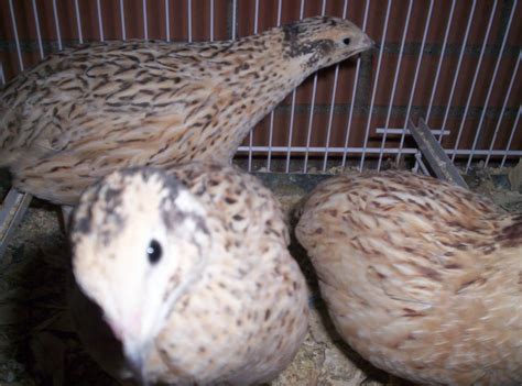 El Corral De Xaina Las Codornices