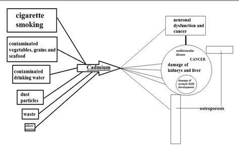 Figure From A Short Overview About Cadmium And Its Toxicity Focused On Humans Bioindicators