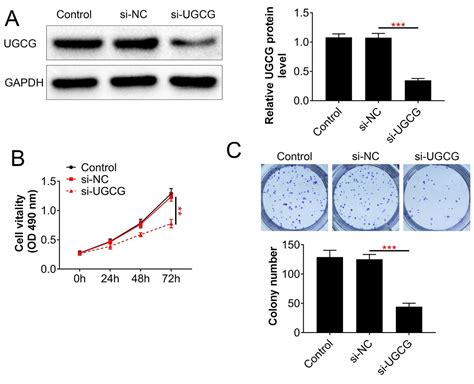 UDP Glucose Ceramide Glycosyltransferase Contributes To The Proliferation And Glycolysis Of
