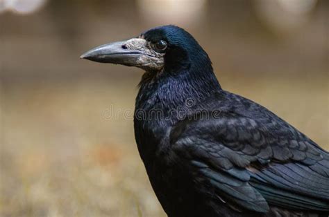 Crow Rook Bird In A Park In Fall Close Up Wildlife Photography Stock