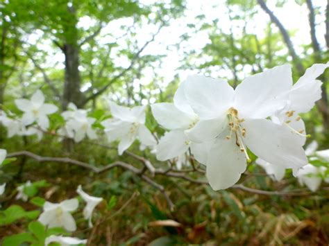 宮城蔵王えぼしのシロヤシオツツジ ウッドパパさんの蔵王山・雁戸山・不忘山の活動データ Yamap ヤマップ