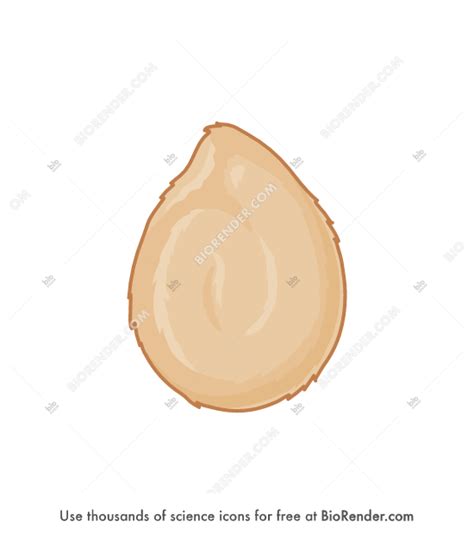 Free Tomato Seed Icons Symbols And Images Biorender