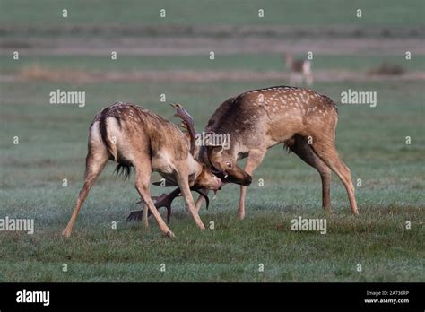 Deer Mating Hi Res Stock Photography And Images Alamy