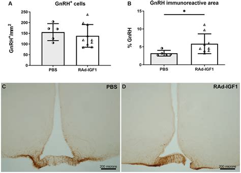 Igf1 Gene Therapy In Middle Aged Female Rats Delays Reproductive