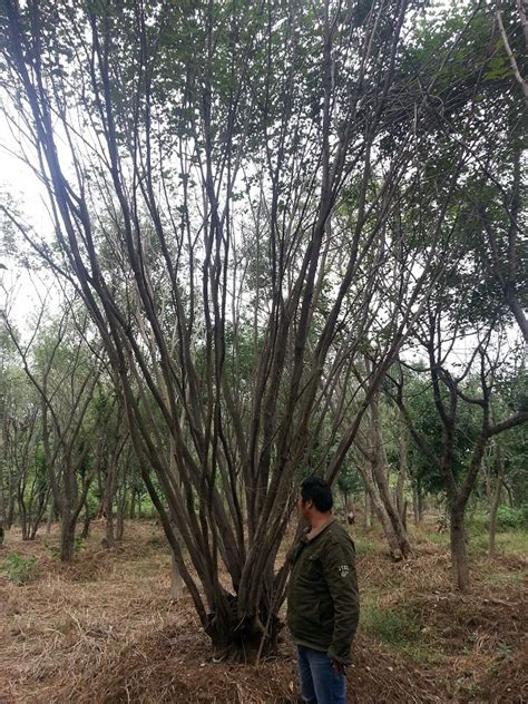 丛生三角枫熟货图片