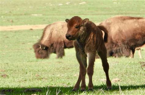 Tallgrass Prairie Preserve Pawhuska Ok Explore Bartlesville Ok