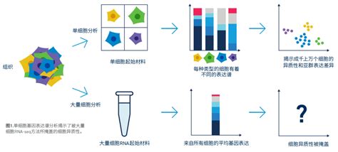 干货 单细胞转录组标准和个性化分析解析 Csdn博客