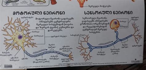 ადამიანის ანატომია