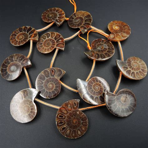 Natural Ammonite Fossil Beads Half Ammonite Slice Ammonite Top Etsy