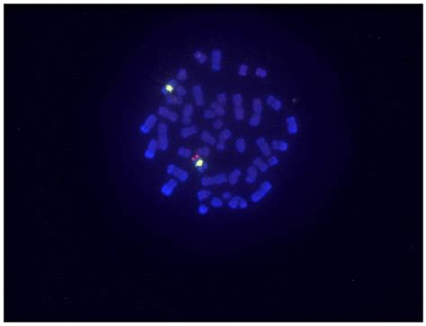 Fish Sry Positive Individuals Download Scientific Diagram