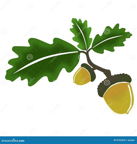 Oak Leaves And Acorn Stock Illustration Illustration Of Acorn 9152355