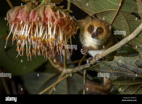 Goodmans Mouse Lemur Microcebus Lehilahytsara Feeding On Flower