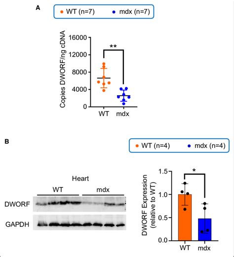 Dwarf Open Reading Frame Dworf Expression Was Decreased In Mdx Mouse