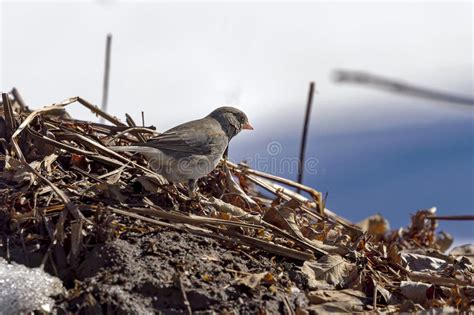The Dark Eyed Junco Junco Hyemalis In Winter Forest Stock Image Image Of Forest American
