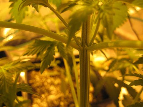 An Experiment With Dry Ice And Possible Sex Id Cannabis