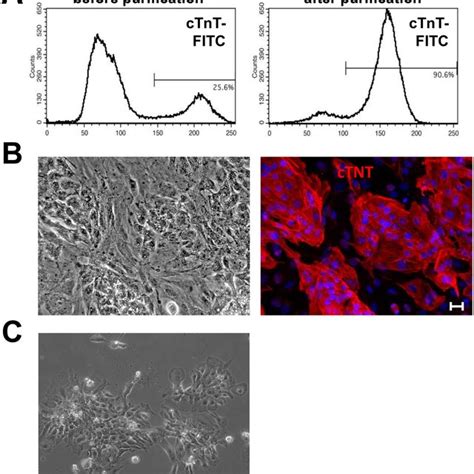 Purification Of Ips Cell Derived Cardiomyocytes With Metabolic