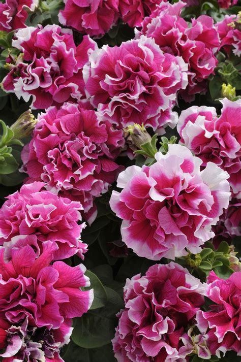 PETUNIA grandiflora DOUBLE PIROUETTE ROSE - Muller Seeds