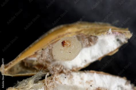 Granary Weevil Sitophilus Granarius Also Called Grain Or Wheat Weevil