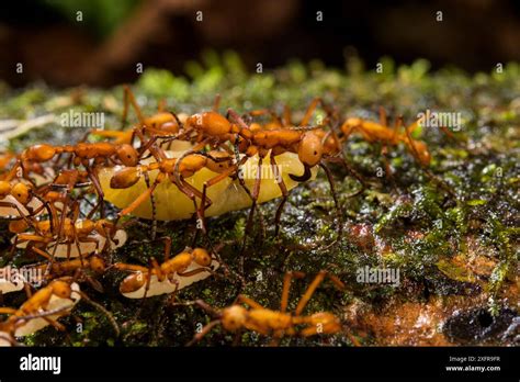 Ant Eciton Hamatum Migrating Nest Sites Carrying Larvae And Food Los Amigos Biological Station