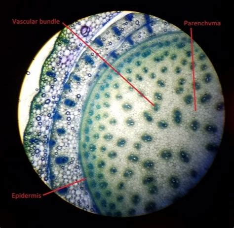 Celery Stalk Cross Section