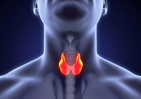 Thyroid Là Gì Và Những Bệnh Lý Thyroid Thường Gặp