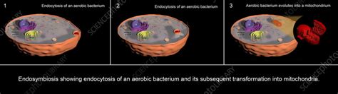 Endosymbiosis Illustration Stock Image C0582430 Science Photo