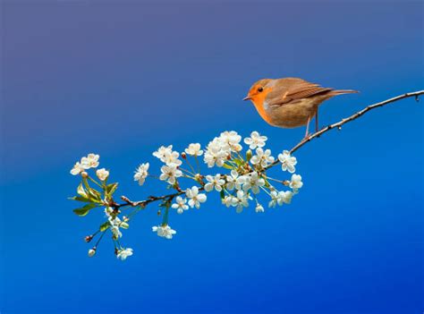 Robin Eropa Foto Foto Foto Stok Potret And Gambar Bebas Royalti Istock