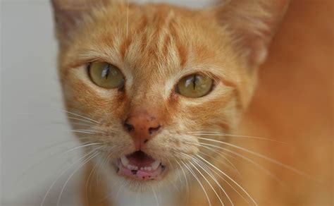 Black Spots Lentigo On Cat Gums Nose And Eyelids Cat World