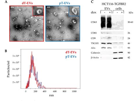 Figure 2 From Silac Based Quantification Of Tgfbr2 Regulated Protein