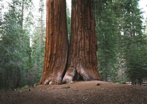 Trail Of 100 Giants In Sequoia National Forest