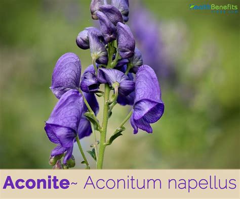 Facts And Benefits Of Aconite Health Benefits