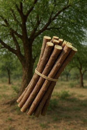 Babool Stick At ₹ 130 Kg Gangoh Id 2856605810055