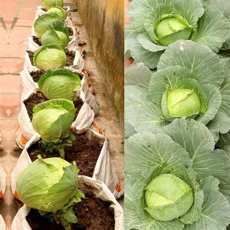 Brilliant Idea Growing Cabbage At Home Easy For Beginners Artofit