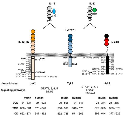 Il 12 And Il 23—close Relatives With Structural Homologies But Distinct