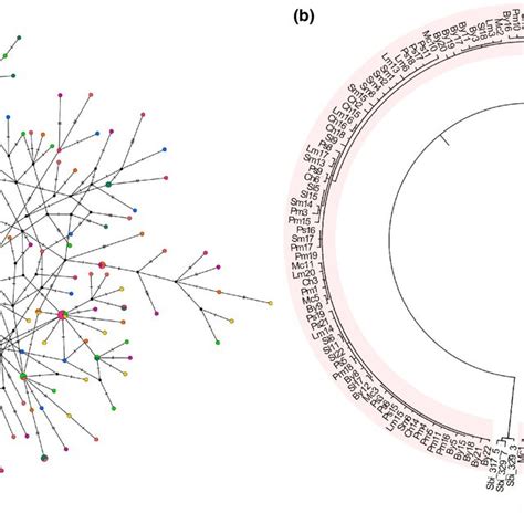 Haplotype Network And Phylogenetic Tree Based On The 16s Rrna Genomic