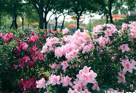 不用衝陽明山看繡球花！大安森林公園全新「杜鵑冶園」開放中 杜鵑花、繡球花、落雨松步道美翻 姊妹淘 Nownews今日新聞