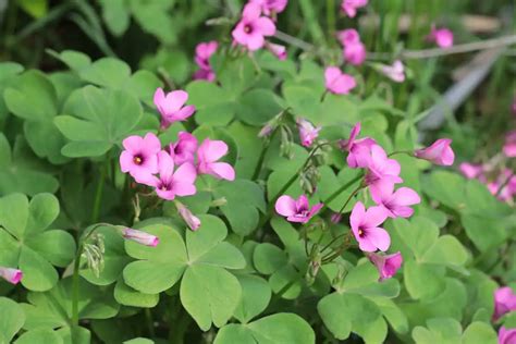 Oxalis Care Guide Tips For A Thriving Shamrock Plant Plantglossary