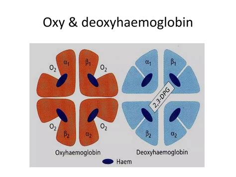 Haemoglobin And Myoglobin Structure Pptx