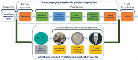 Template Assisted Membrane Crystallization Downstream Processing For Monoclonal Antibody
