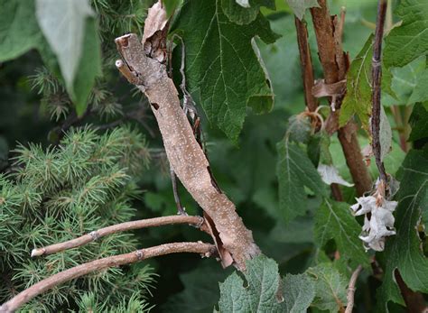 Oakleaf Hydrangea Umass Amherst Greenhouse Crops And Floriculture Program