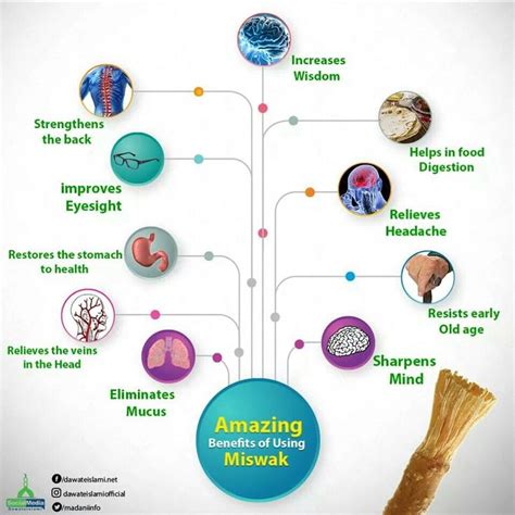Amazing Benefits Of Miswak Islam And Science Islam Facts Islamic