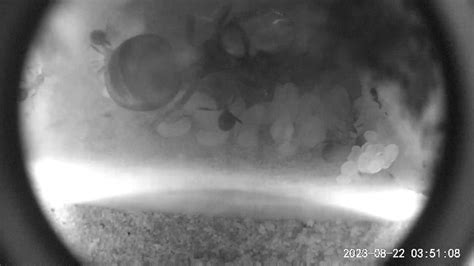 Timelapse Messor Cephalotes R Antkeeping
