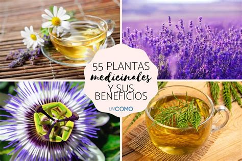 55 PLANTAS MEDICINALES y para qué sirven Con imágenes